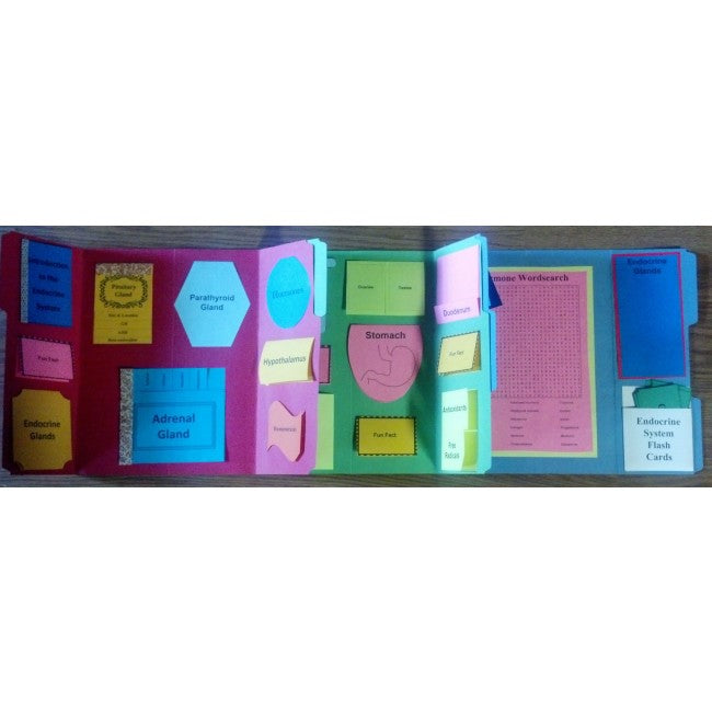 Endocrine System Lapbook - PRINTED – Knowledge Box Central