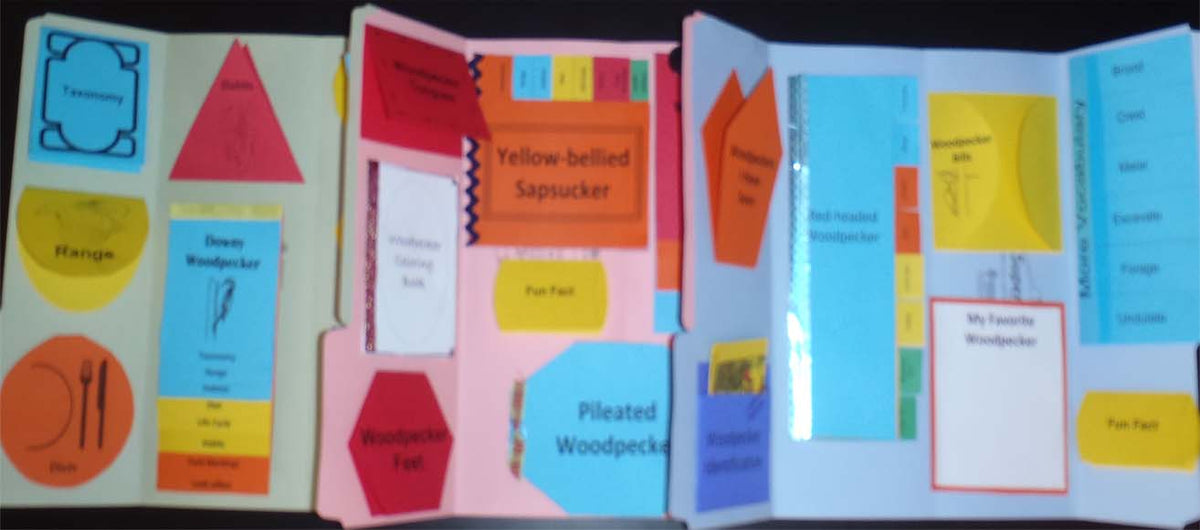 North American Woodpeckers Lapbook – Knowledge Box Central
