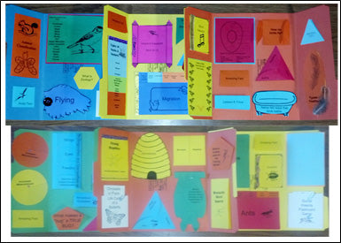 Apologia Exploring Creation with Zoology 1: Flying Creatures of the 5t ...